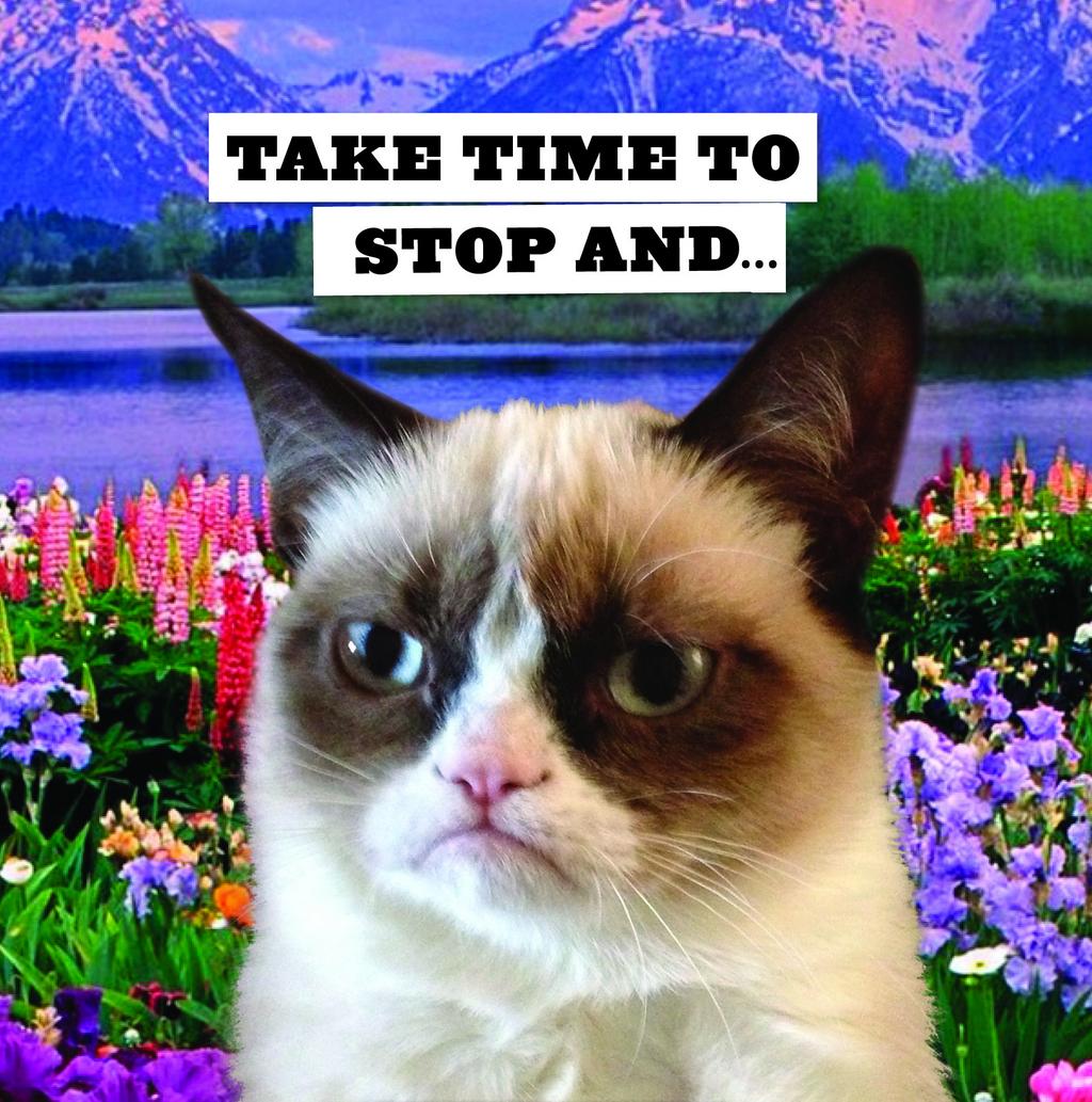 Grumpy Cat Meme Good Morning Carmen SantaFerrara On X: "It's