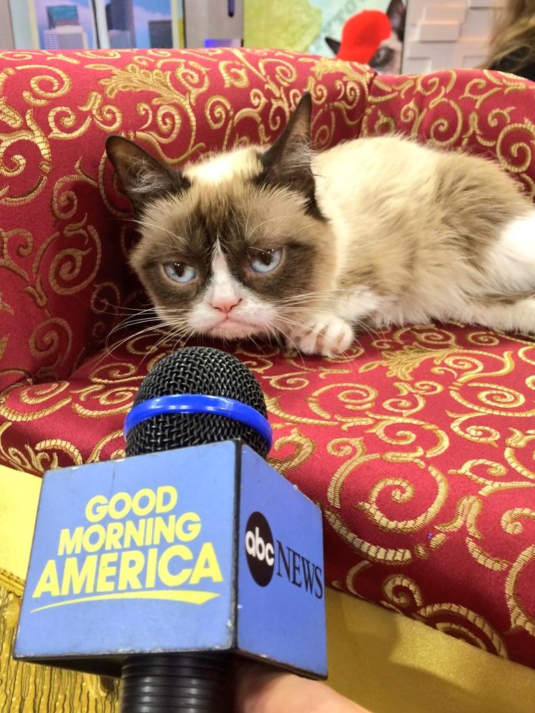 Grumpy Cat Good Morning Meme