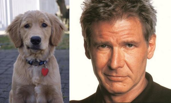 A Dog That Looks Exactly Like Richard Gere