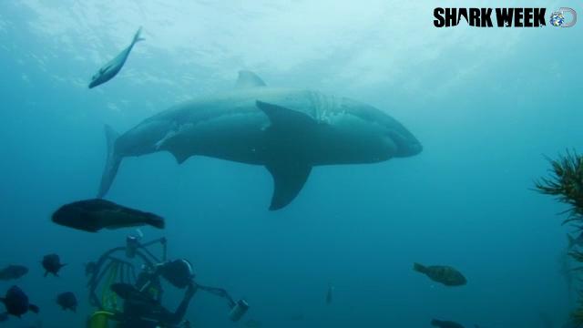 Great White Shark Colossus