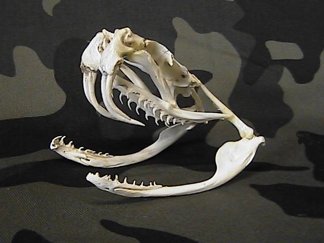 Gaboon Viper Skeleton