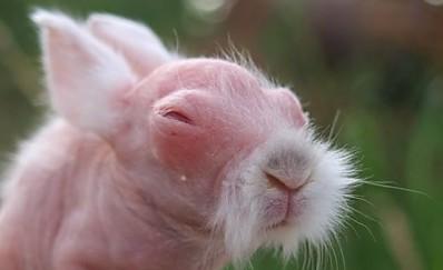 Conejo Recien Nacido