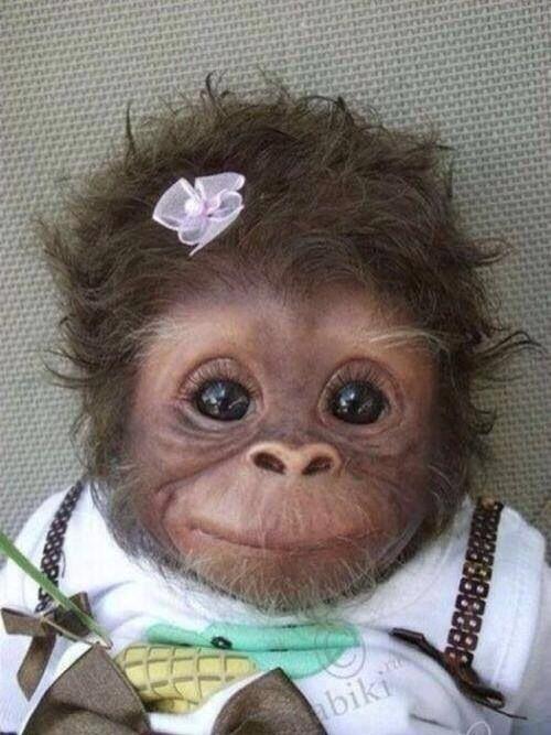 Dos changuitas - Imagui