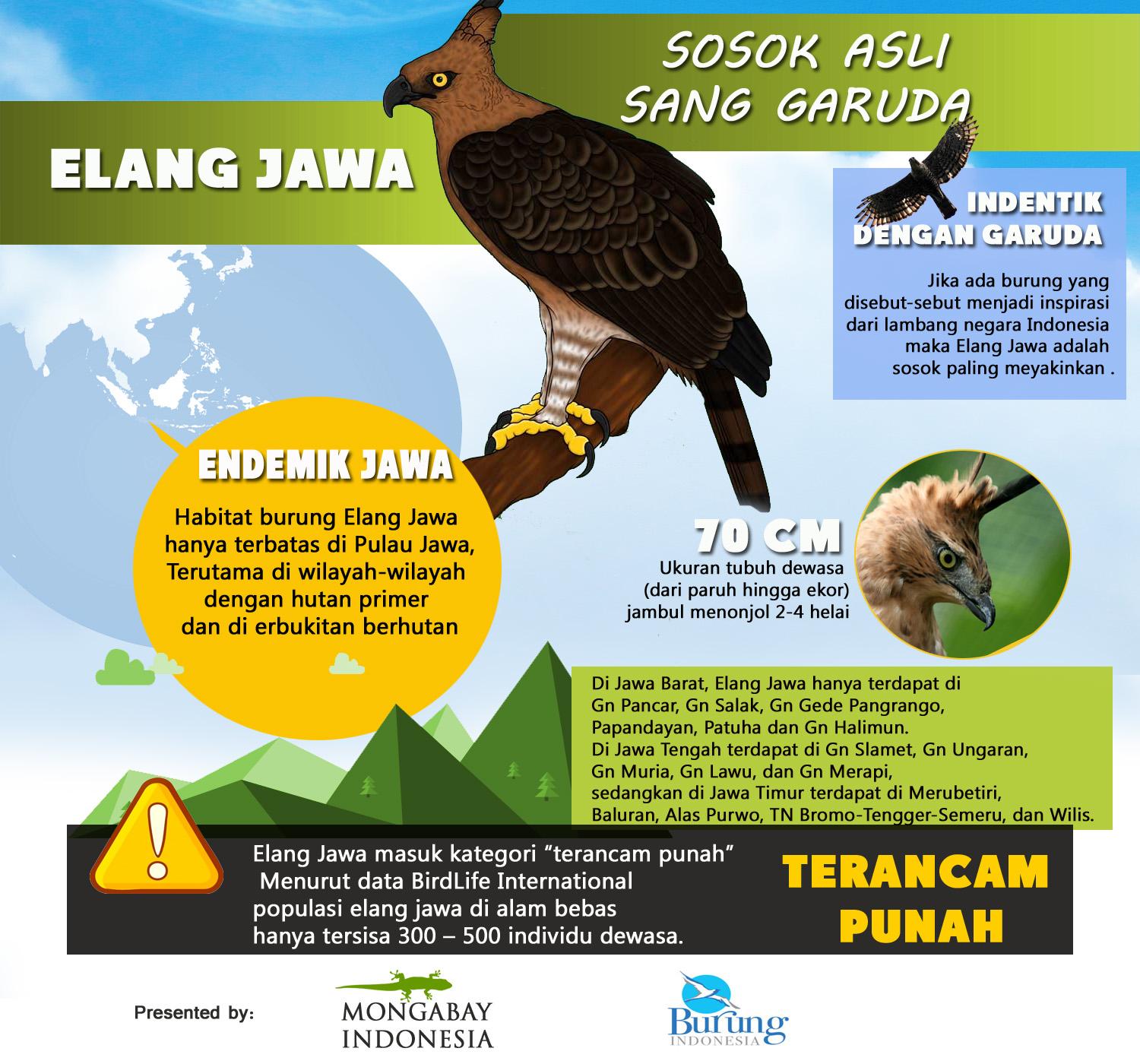 Elang Jawa Garuda