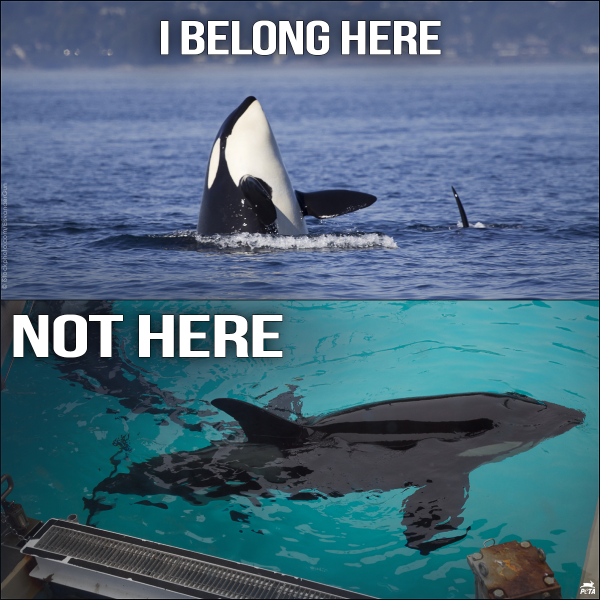 Seaworld Memes Orca BORN TO SWIM T Shirt, Eat The Rich Orca, Sink