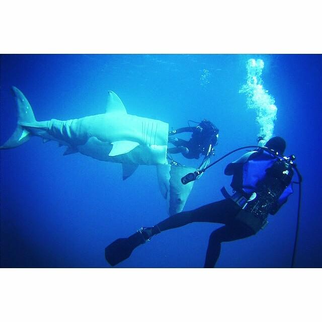 Shark Week Submarine