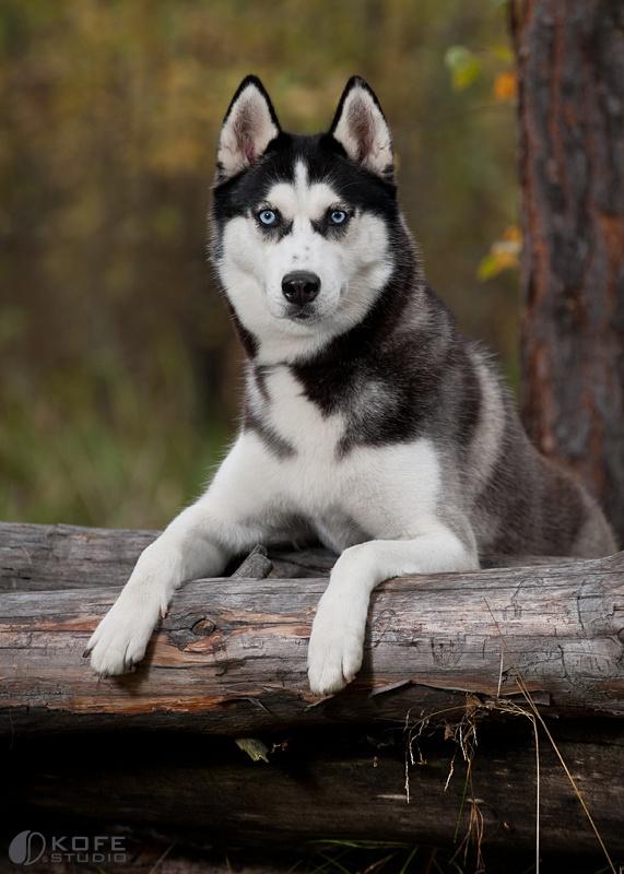 Husky Siberiano : Husky Siberiano pasarse durmiendo sofá carreras ...