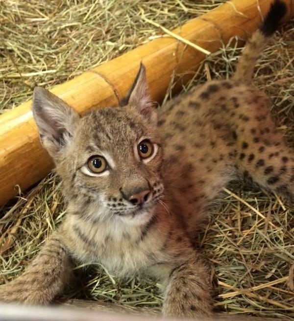 Siberian Lynx Baby