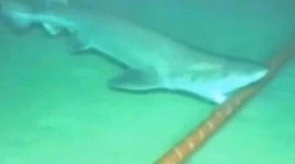 Argh! aCORDing to scientists sharks are eating the internet! This s ...