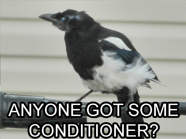 Magpies Memes #Meme #MemeCut #CapCut #badluck #superstitions #magpie