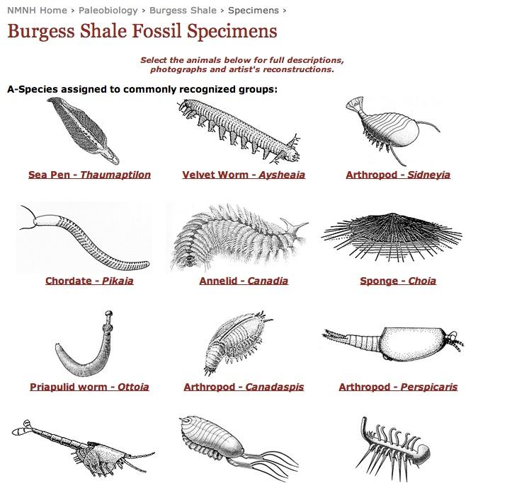 Burgess Shale Fauna