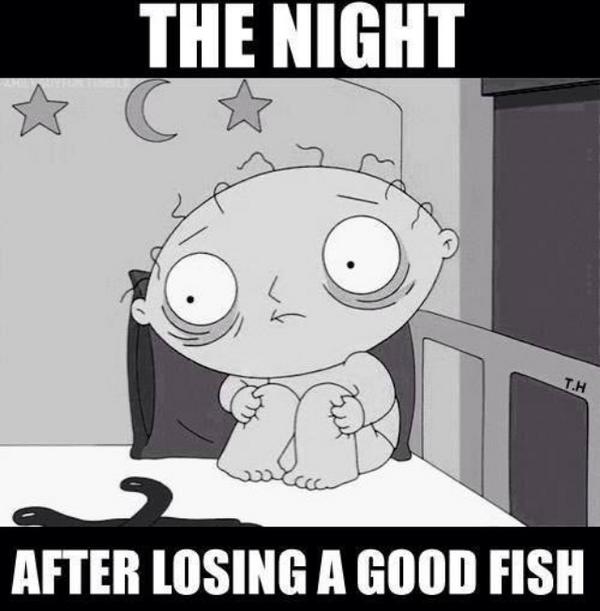 Big Fish Memes Best Funny Fishing Memes TurnersTackle