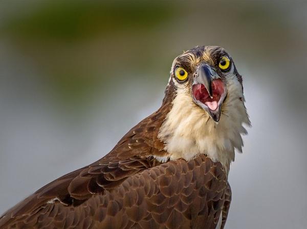 .Greater_Halifax "HEY!!" (province-wide screech of ospreys, Nova Scotia ...