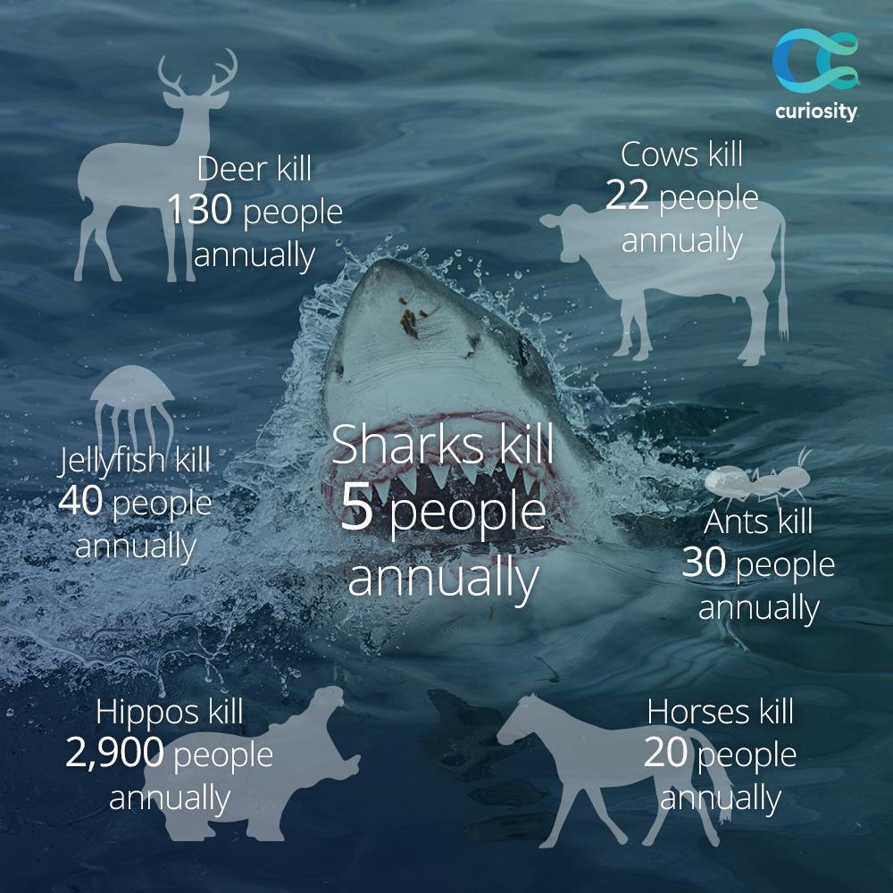 Earthjustice On Twitter Know What Kills More People Every Year Than sharks Try Cows Deer earthjustice-on-twitter-know-what-kills-more-people-every-year-than-sharks-try-cows-deer