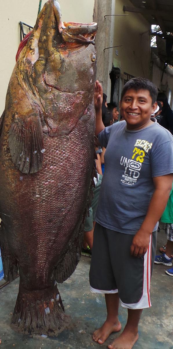 Pez mero de 400 libras capturado en salinas era uno de los más viejos ...