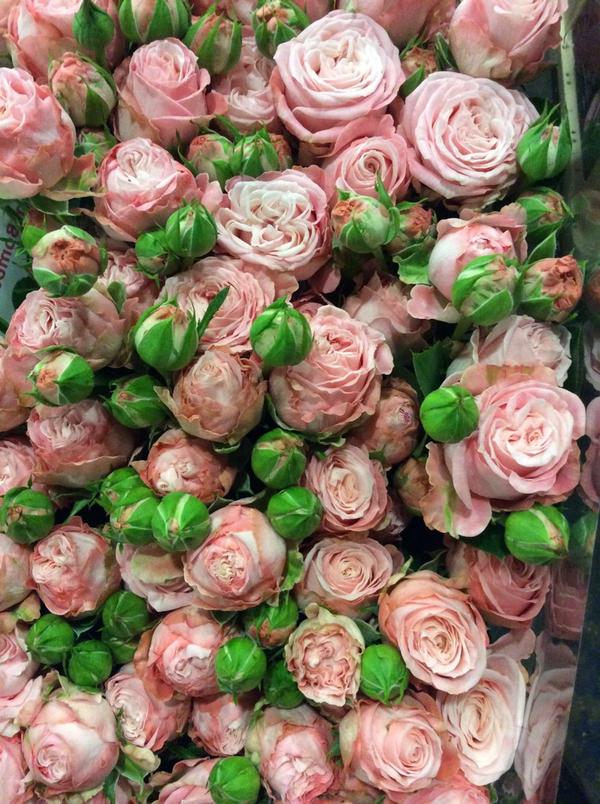 'Madame Bombastic' spray rose | Spray roses, Rose, June wedding