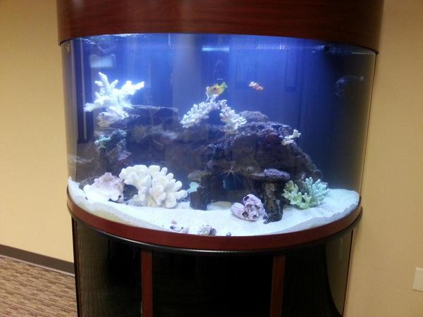 Aquarium Nerds (@AquariumNerds) | Twitter