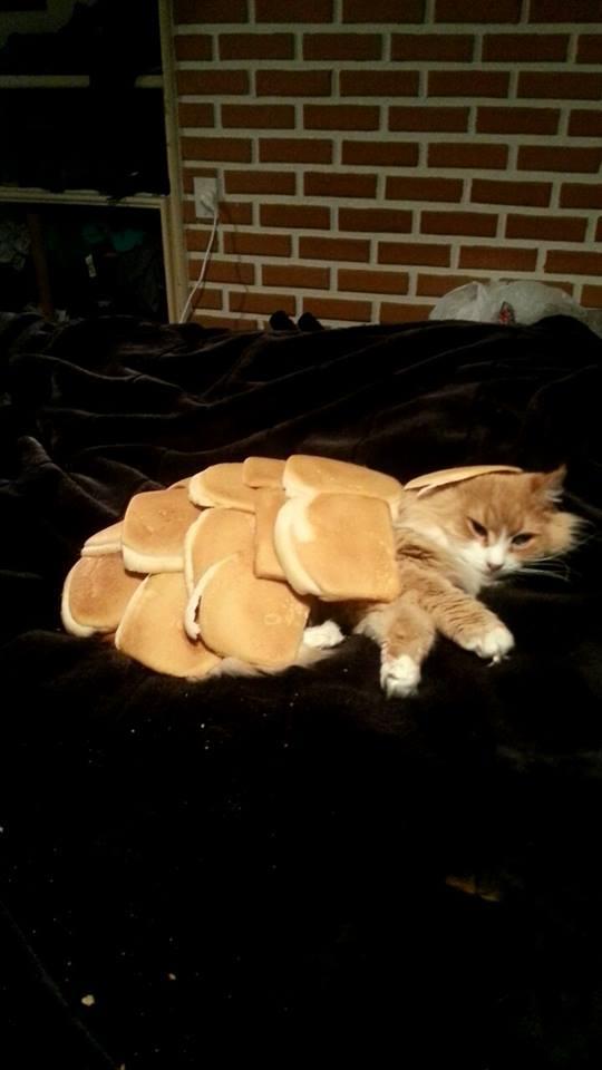 Inbread Cat