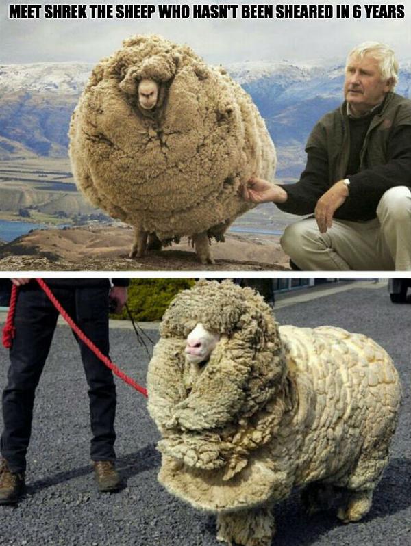 Funny Sheep Memes
