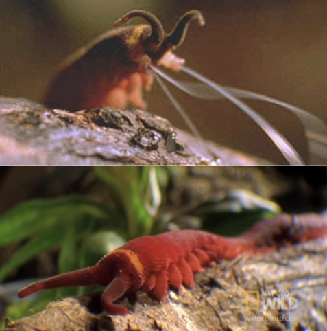 Velvet worm shoot foot-long strands of slime to immobilise their prey ...