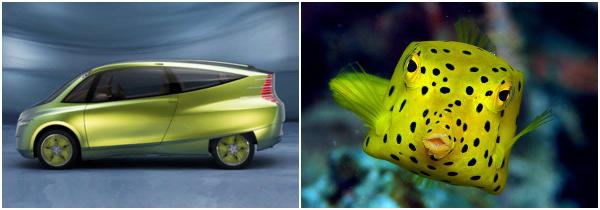 Boxfish Car