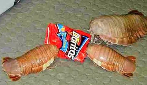 Giant Isopod Doritos