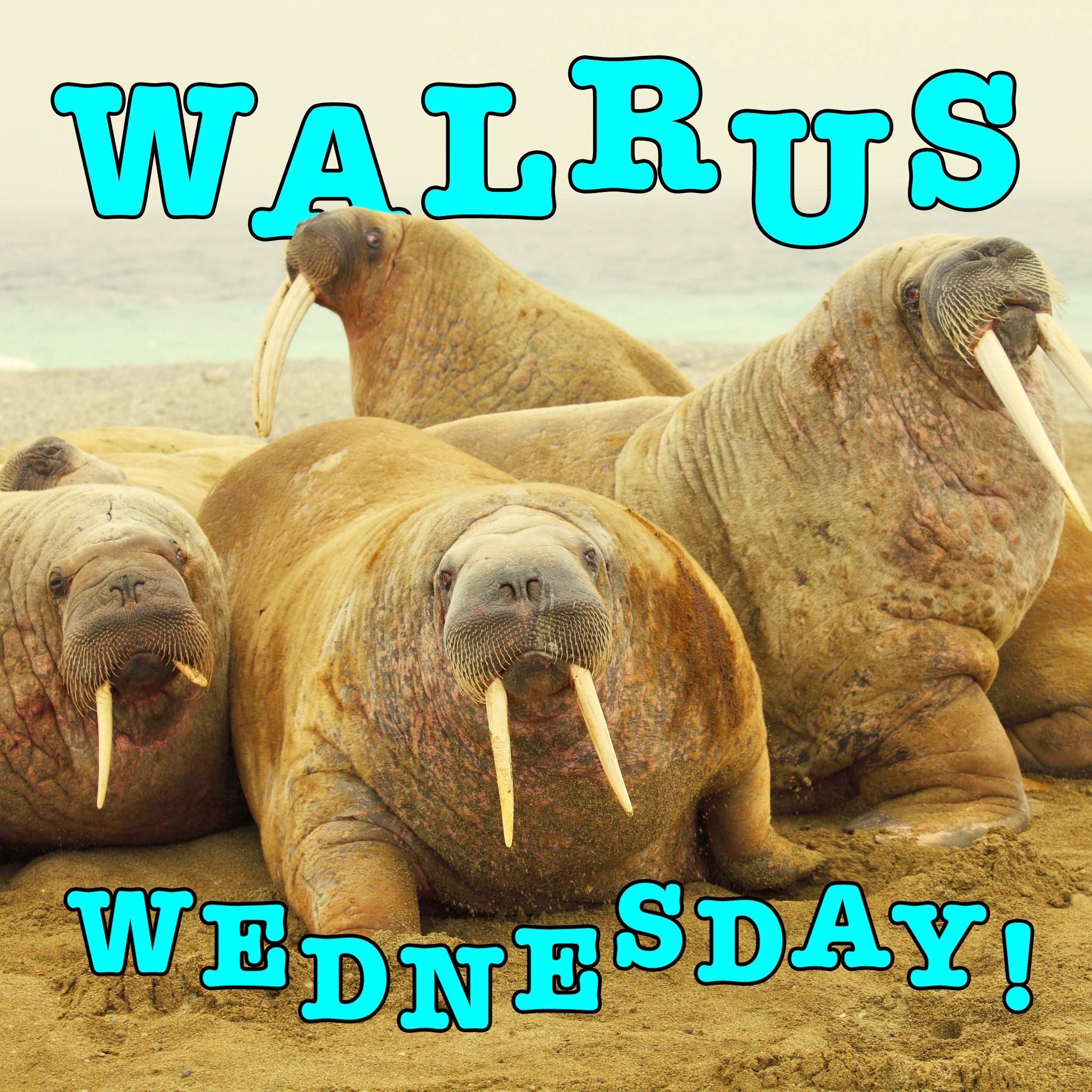 Happy Walrus Gif