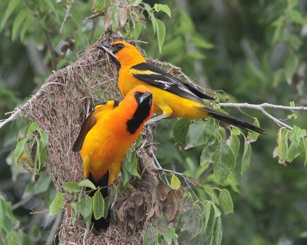 Una pareja de turpiales construye su nido en el refugio de la Laguna ...