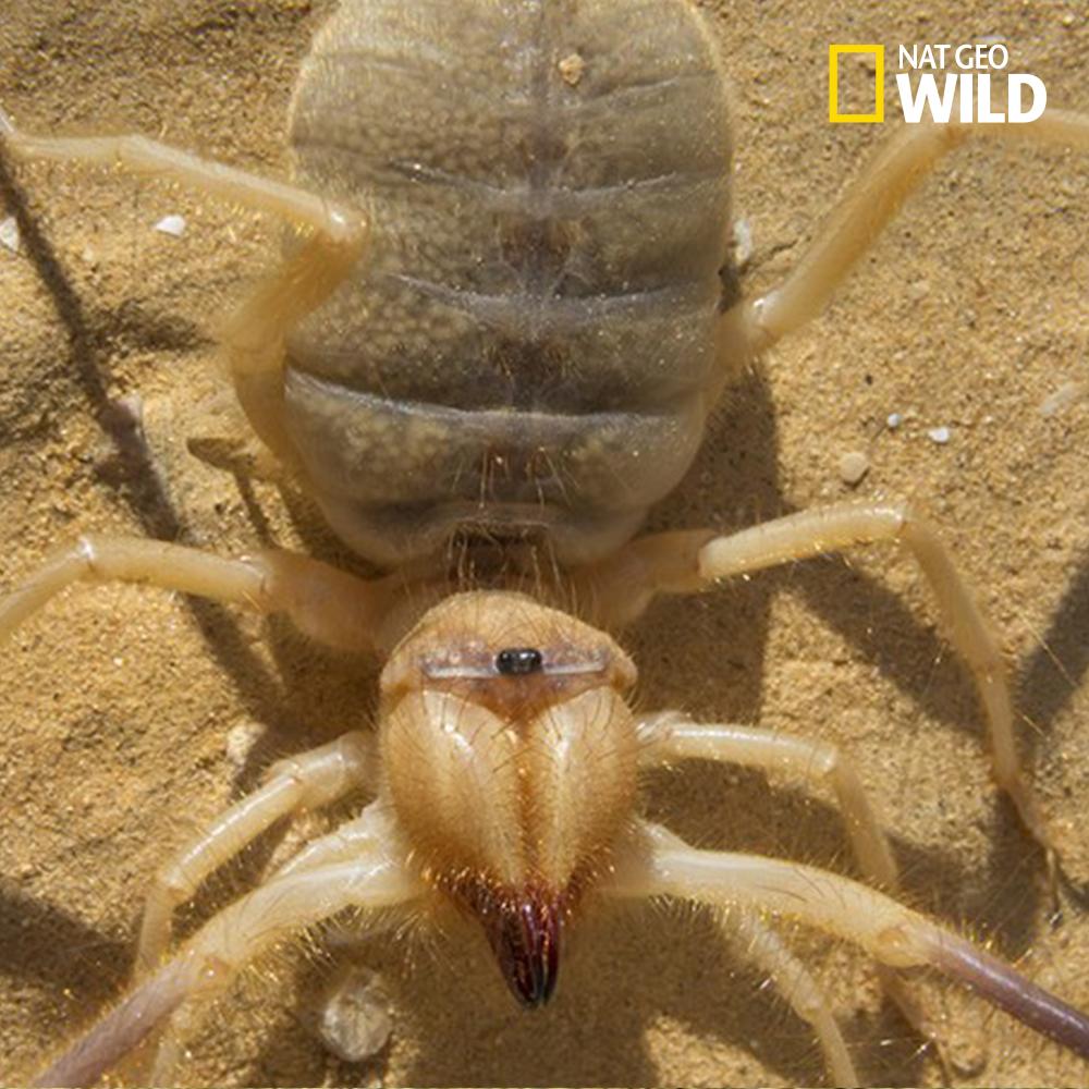 Iraqi Sand Spider