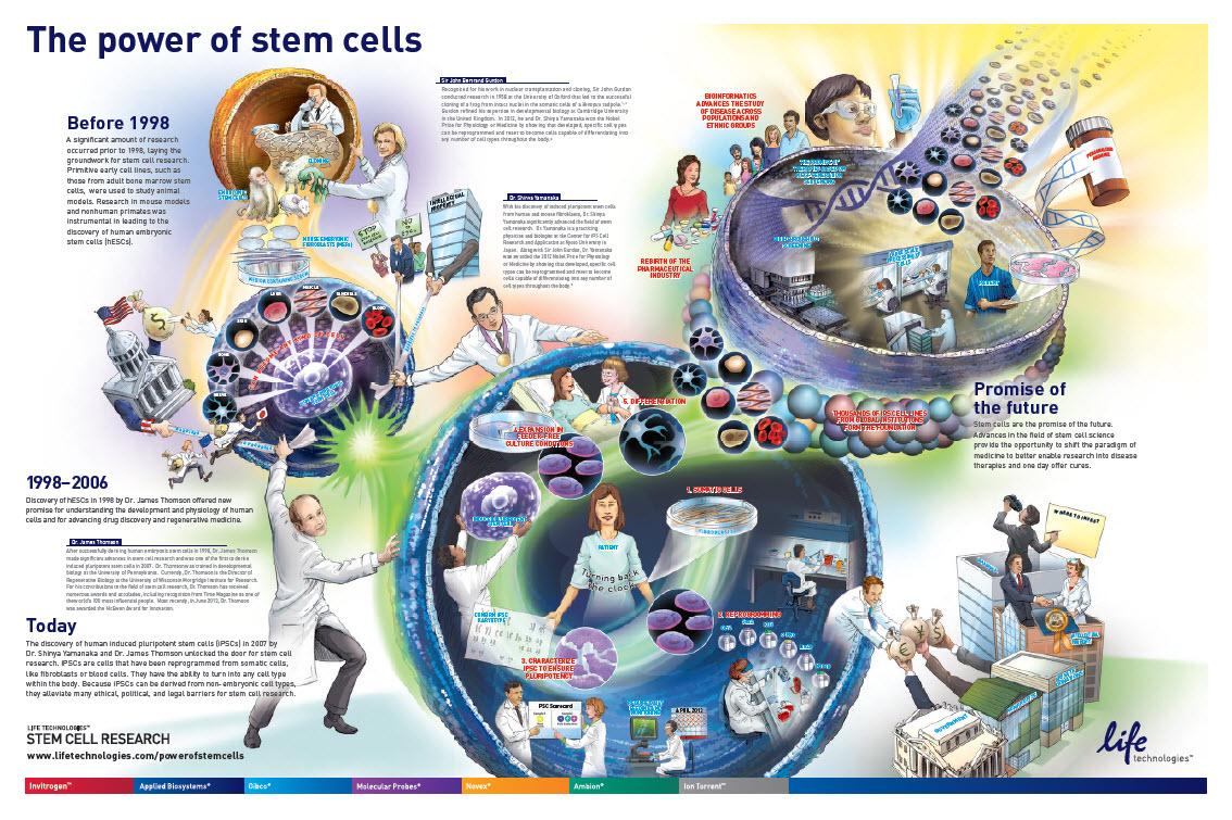 Thermo Fisher on Twitter: "Don’t wait to request your free “Power of Stem Cells” poster ...