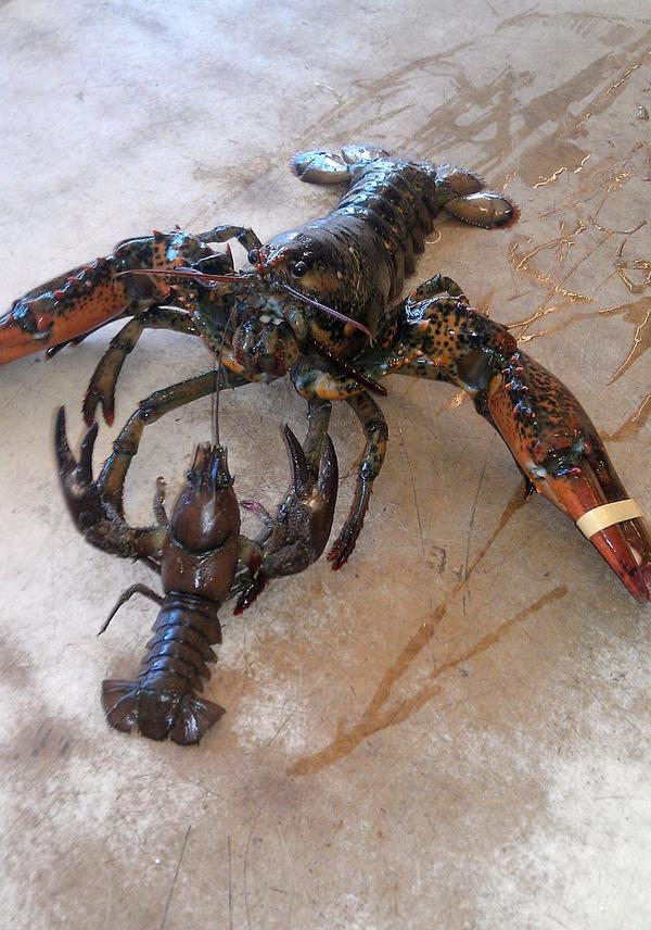 Crayfish Vs Crawfish