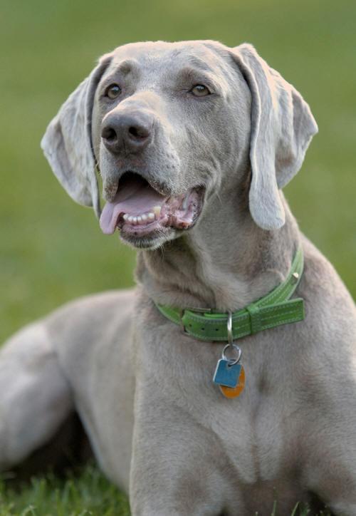 Weimaraner Hunting Deer