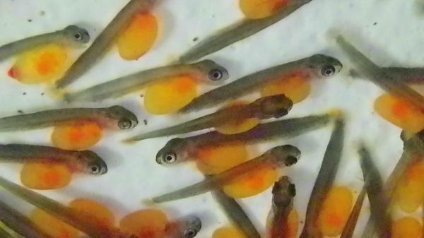 Whoas! Check out the tiny trout sac-fry at Neosho NFH in MO ...