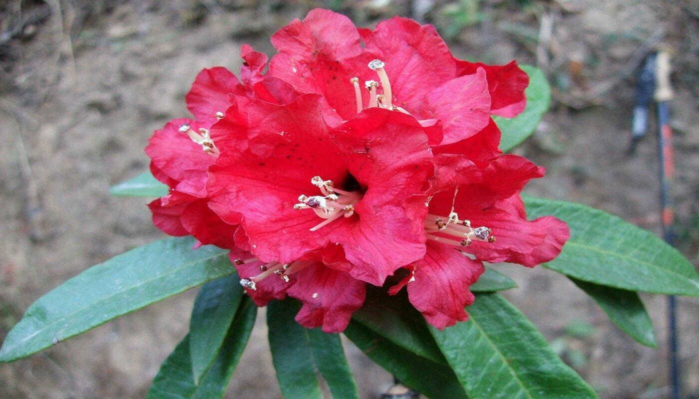 Nepali National Flowers