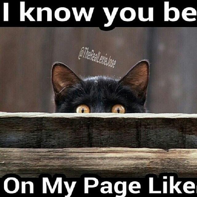 Stalkers Be Like Meme