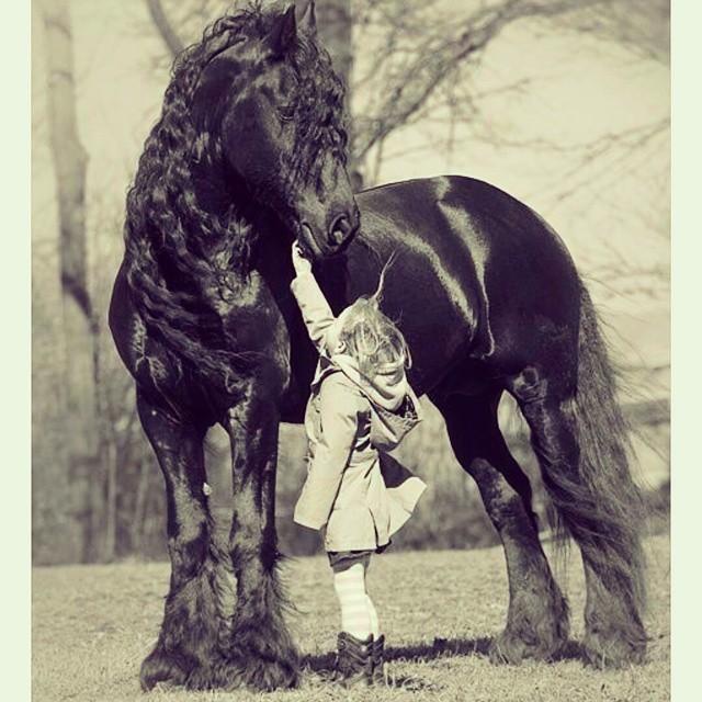 Caballos Frisones Blancos