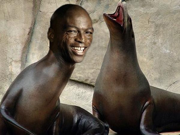 A Seal Showed Up On The Opera House Steps And Someone Called The Cops