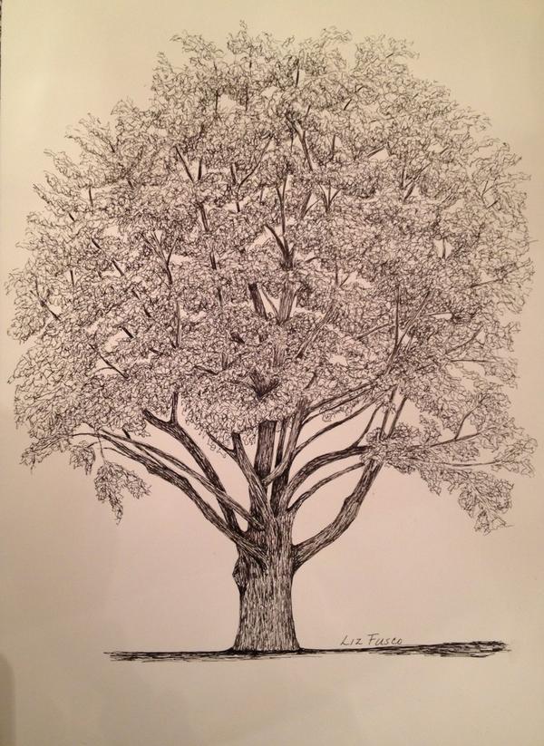 Maple Tree Drawing