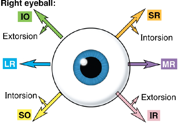 Trochlear Nerve Eye Movement