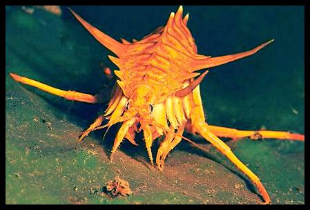 Lake Baikal Monster