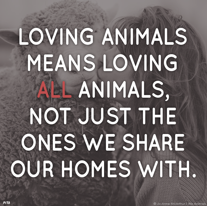 Animals That Mean Love Jill Lander: Latest Articles, Analysis And