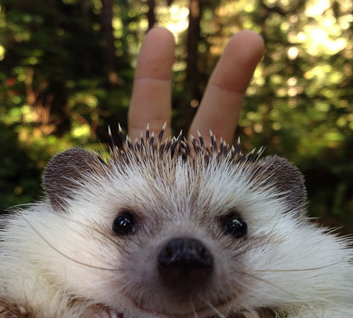 Cute Baby Hedgehog Smiling