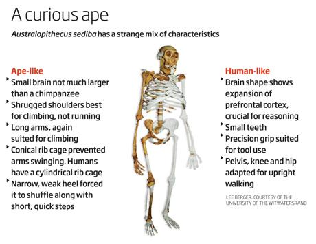 Australopithecus Sediba Pelvis