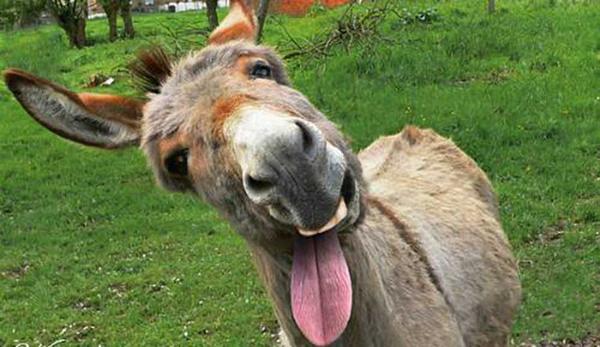 Fotos de burritos animales - Imagui