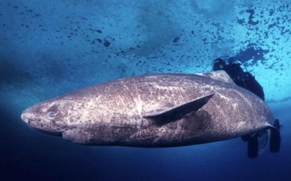Greenland Shark Eat Polar Bear