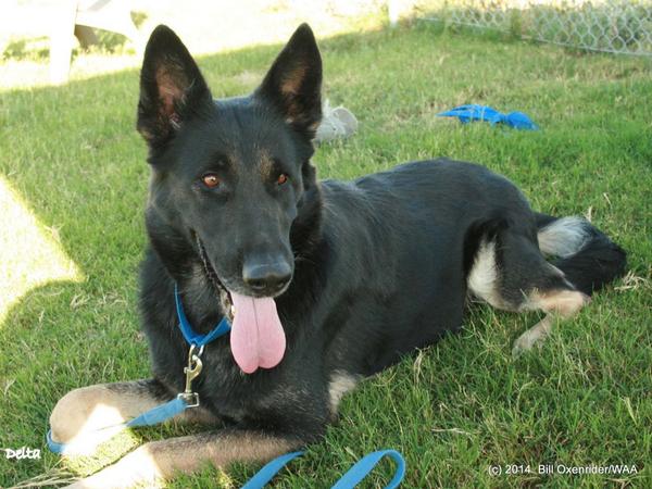 Bicolor German Shepherd