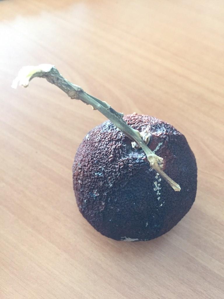 Murat Tırpan (@daniska) | Twitter