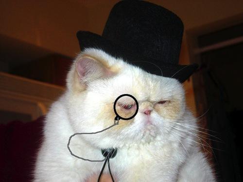 Monocle Cat