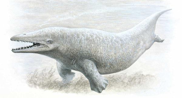 Pakicetus, the earliest whale, stars in an intriguing story of whale ...