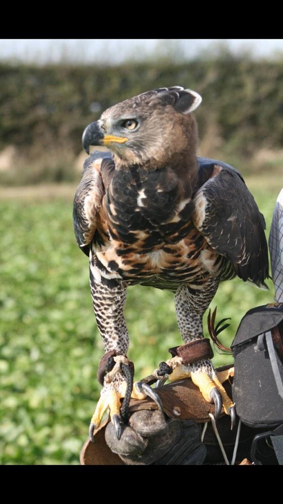African Crowned Eagle